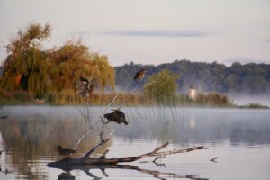 11 Incredible Recreational Lakes near Grand Rapids, MI – Wild