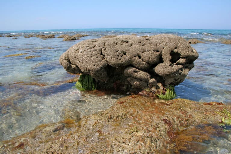 11 Gorgeous Beaches near Stuart, FL – Wild
